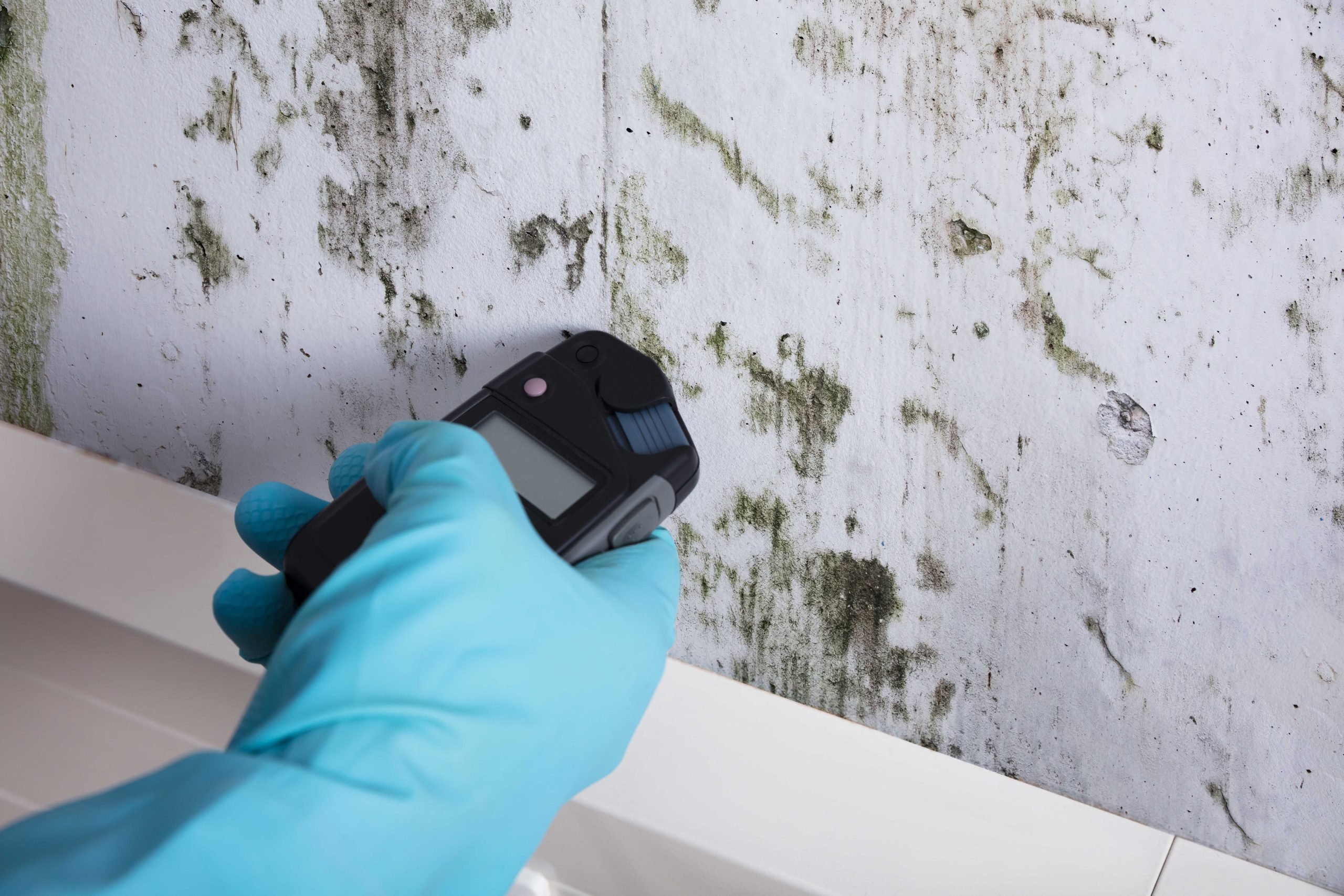 How to Identify Mold Growth in Your Home - PNW Mold Control
